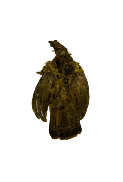 RUFFED GROUSE SKIN W/ HEAD AND TAIL #1 – Anglers Den