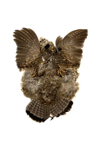 RUFFED GROUSE SKIN #1 – Anglers Den